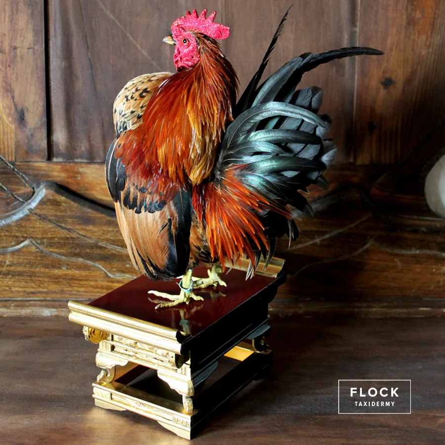 Serama Samurai — Flock Taxidermy