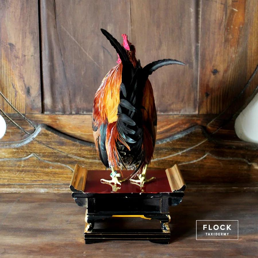 Serama Samurai — Flock Taxidermy