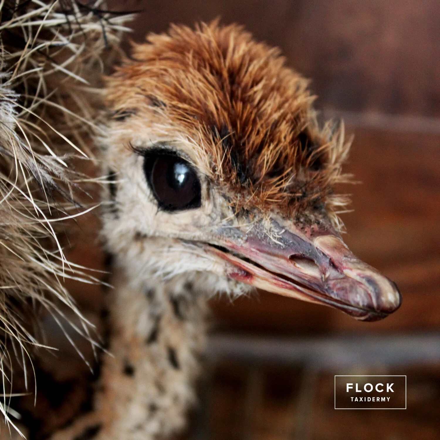 Exotic Bird Taxidermy | Unique Bird Mounts | Flock Taxidermy — Flock ...