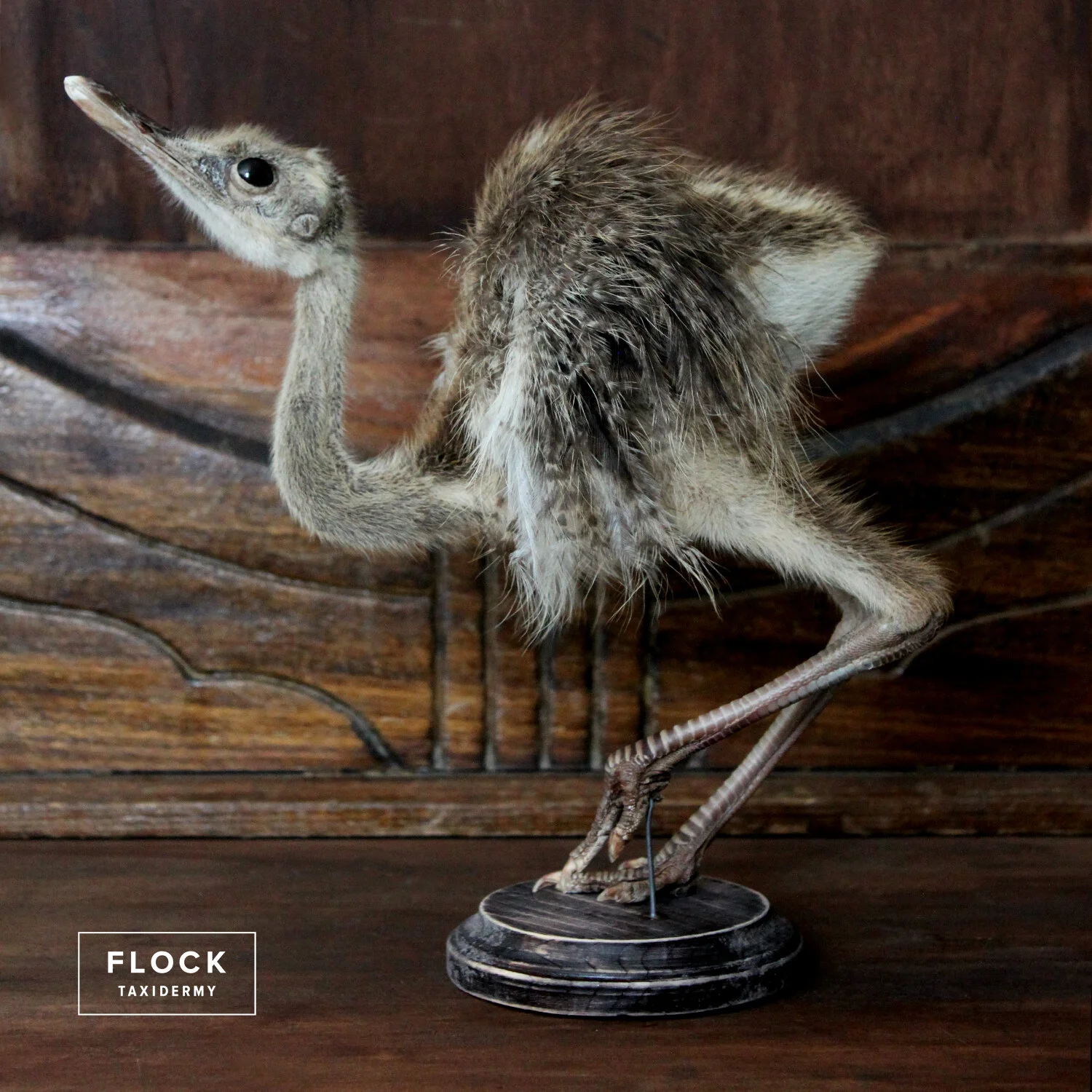 Exotic Bird Taxidermy | Unique Bird Mounts | Flock Taxidermy — Flock ...