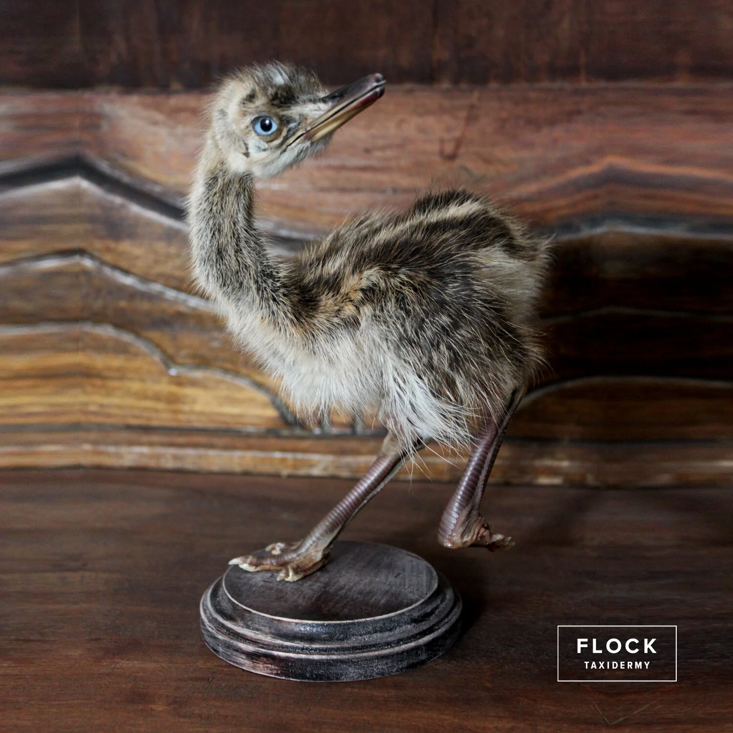 Exotic Bird Taxidermy | Unique Bird Mounts | Flock Taxidermy — Flock ...