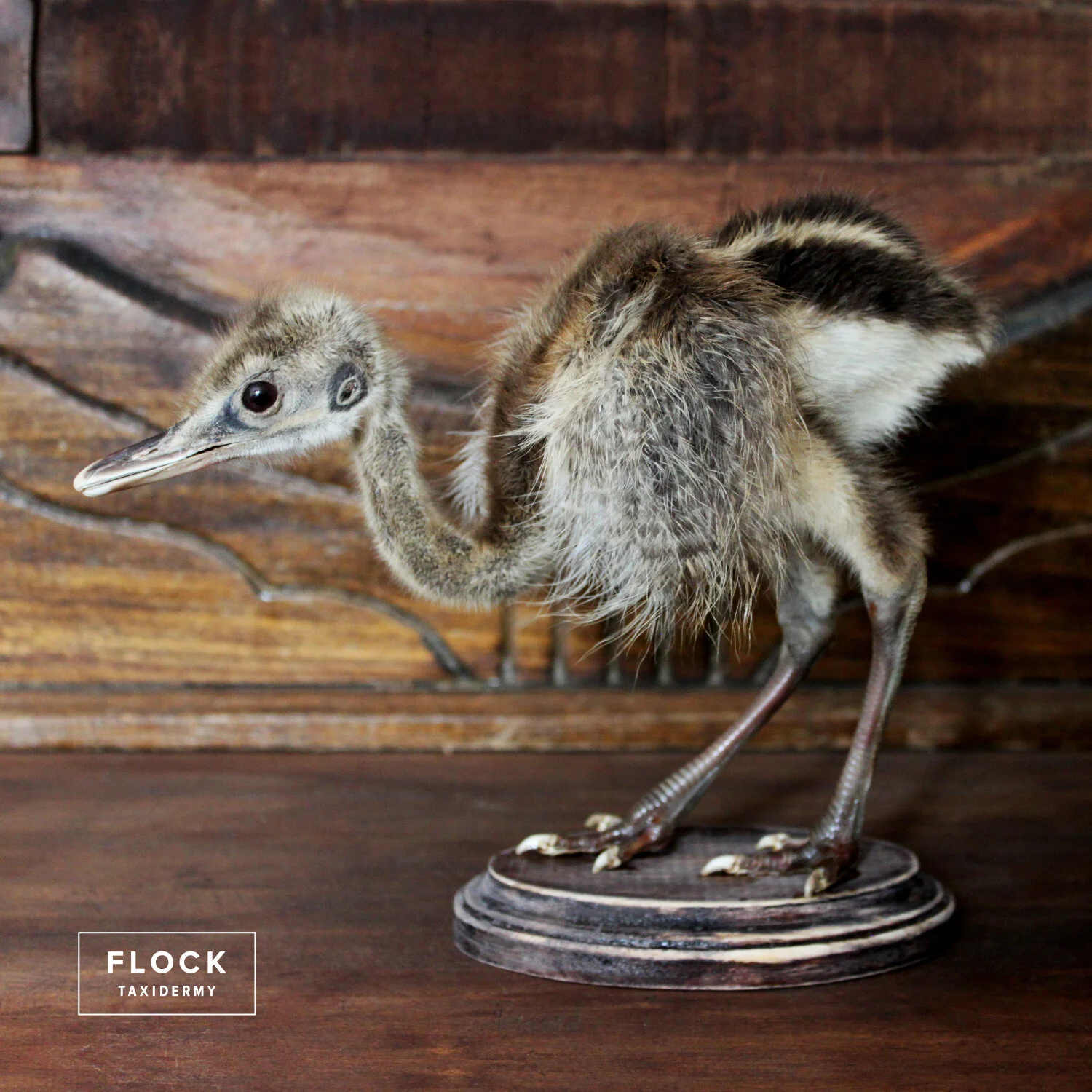 Exotic Bird Taxidermy | Unique Bird Mounts | Flock Taxidermy — Flock ...