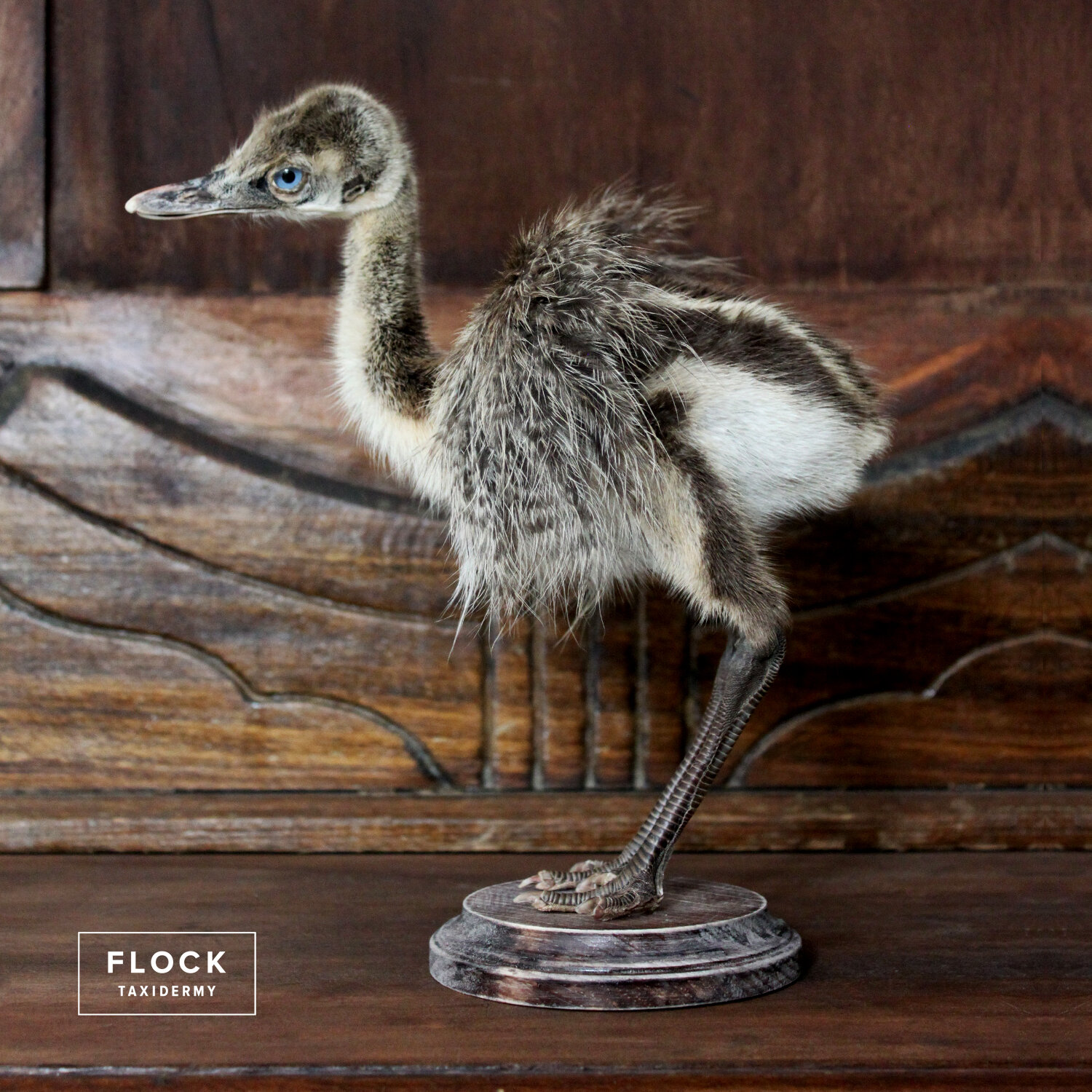 Exotic Bird Taxidermy | Unique Bird Mounts | Flock Taxidermy — Flock ...