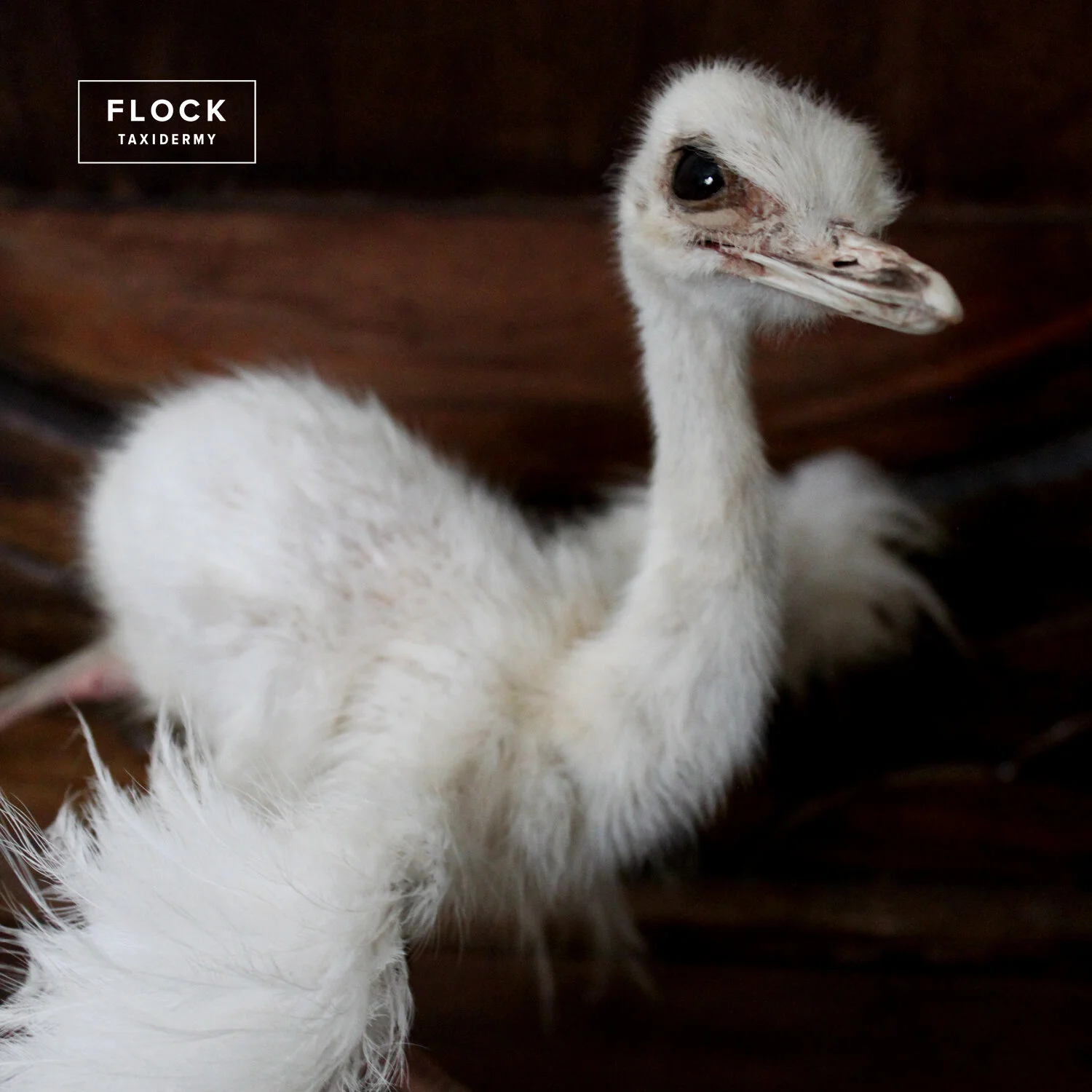Exotic Bird Taxidermy | Unique Bird Mounts | Flock Taxidermy — Flock ...