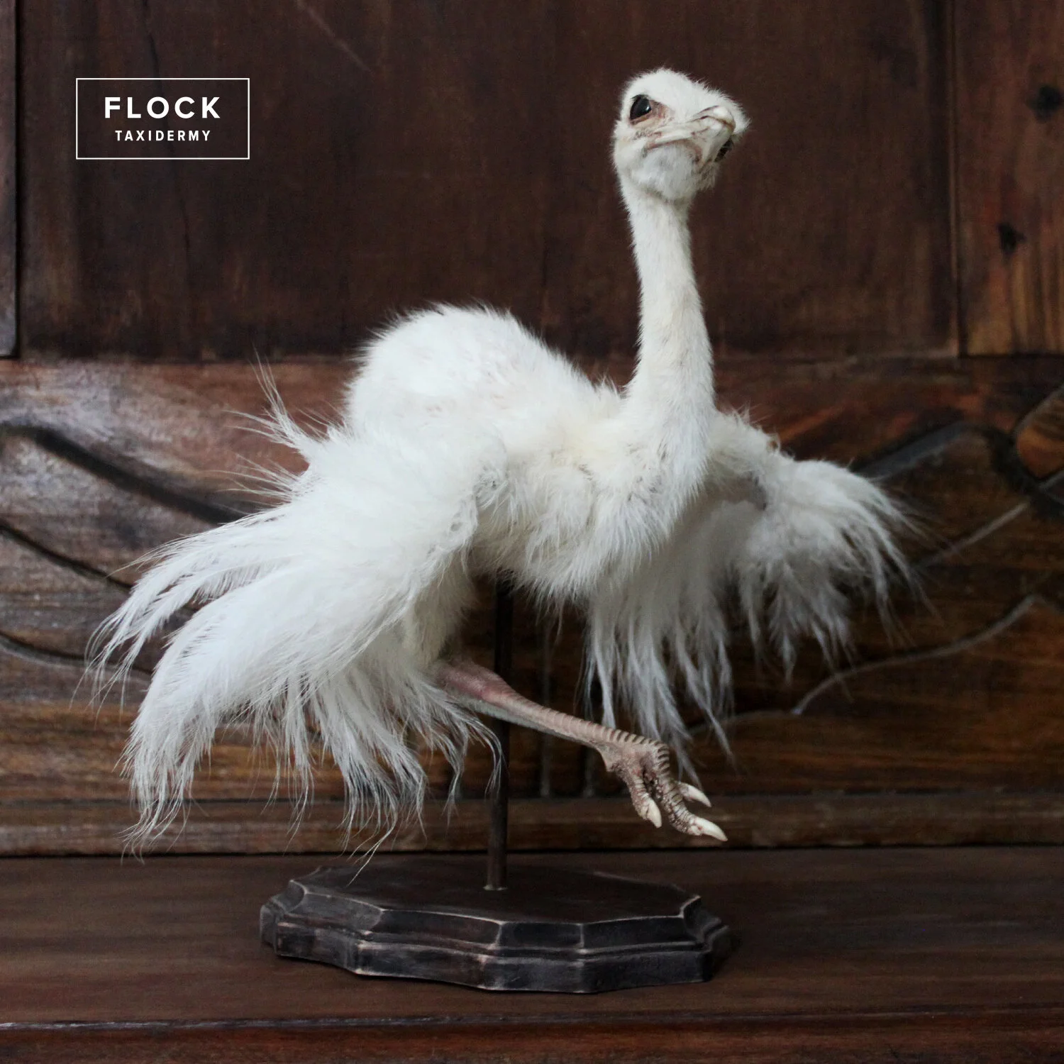 Exotic Bird Taxidermy | Unique Bird Mounts | Flock Taxidermy — Flock ...
