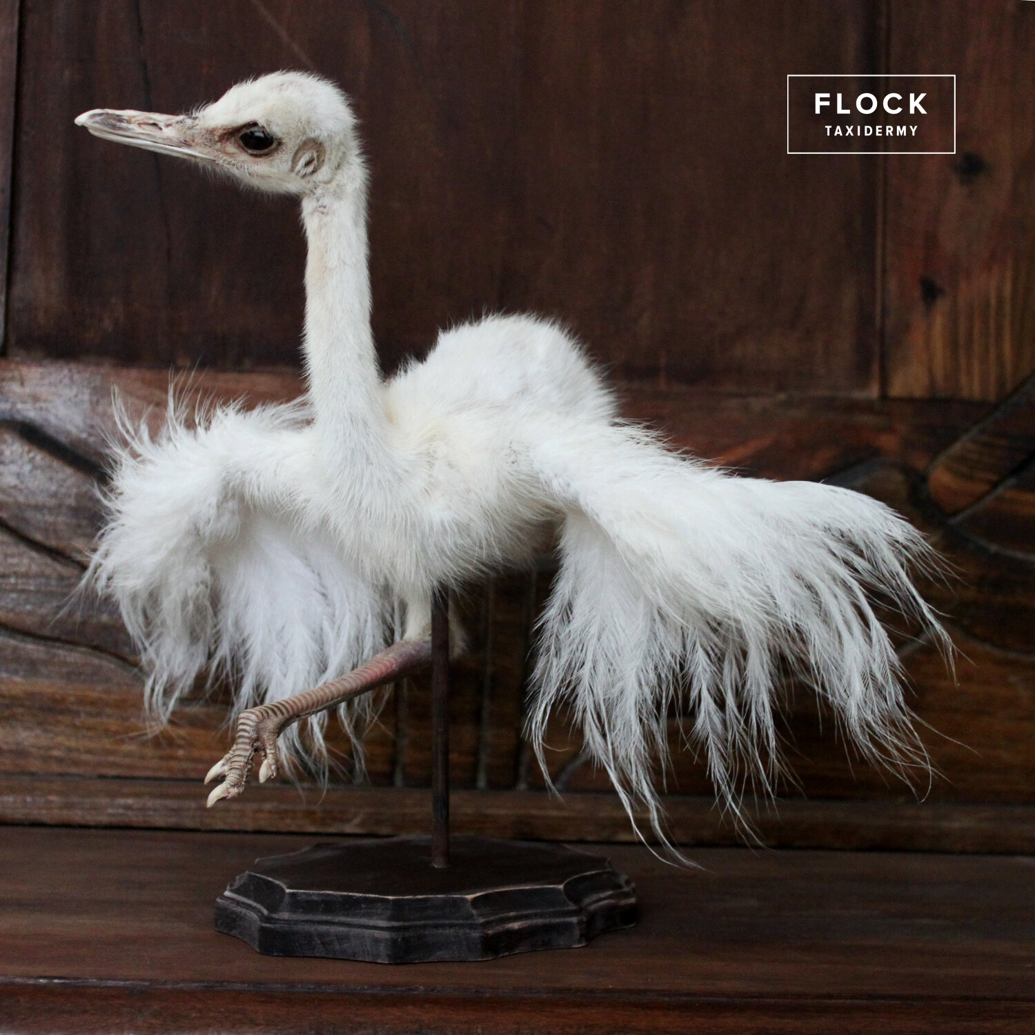 Exotic Bird Taxidermy | Unique Bird Mounts | Flock Taxidermy — Flock ...