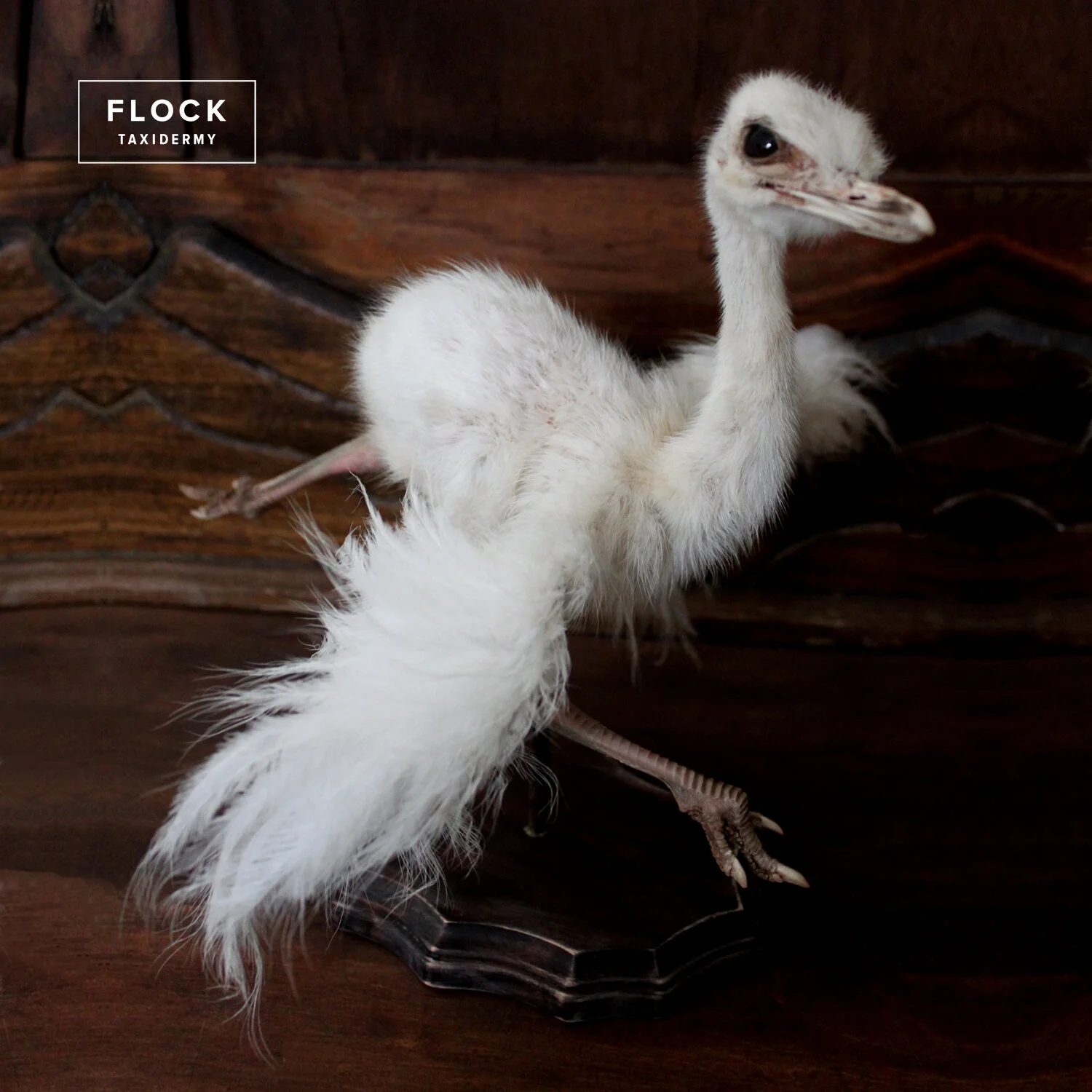 Exotic Bird Taxidermy | Unique Bird Mounts | Flock Taxidermy — Flock ...