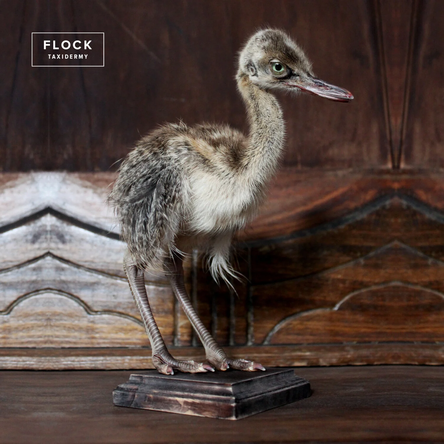 Exotic Bird Taxidermy | Unique Bird Mounts | Flock Taxidermy — Flock ...