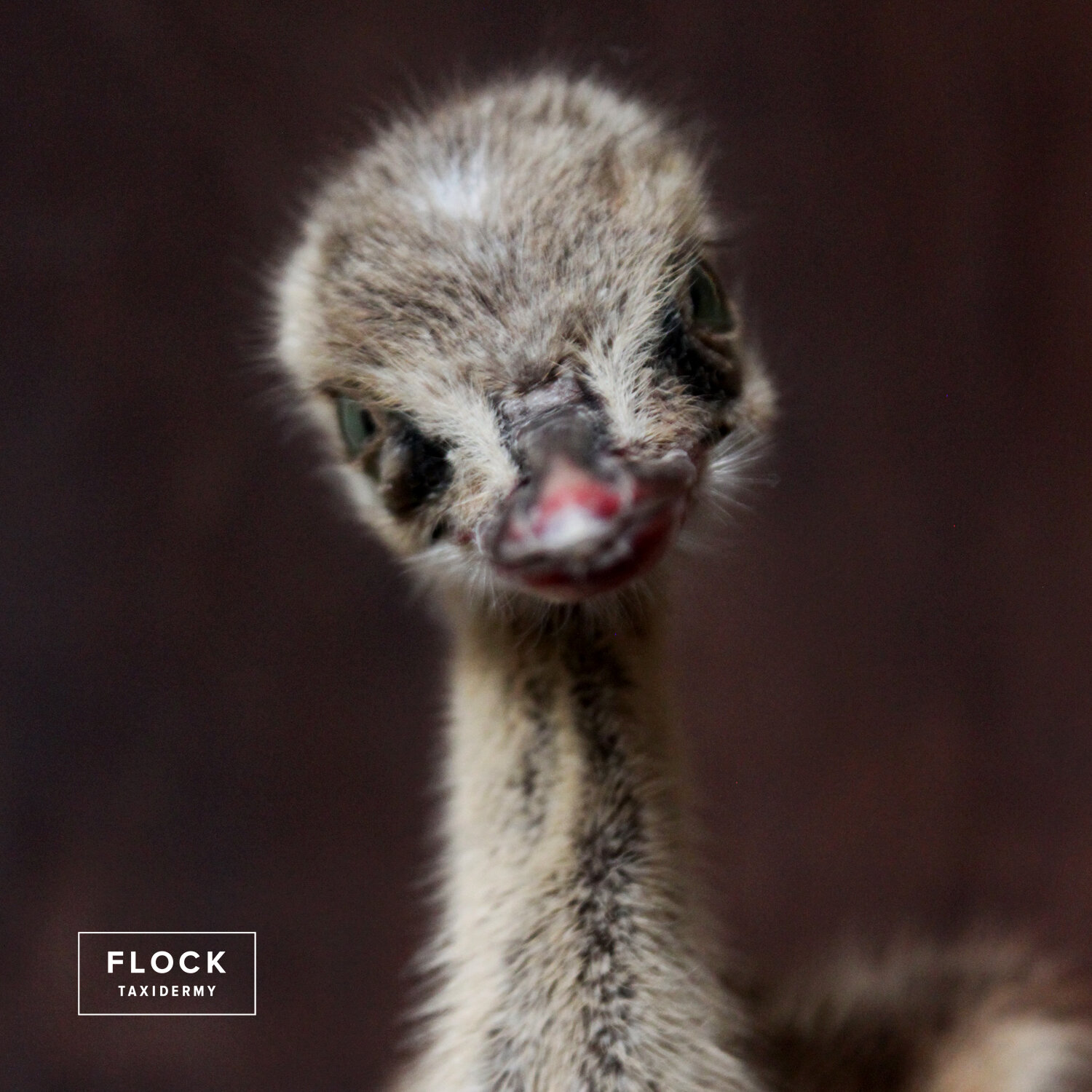 Exotic Bird Taxidermy | Unique Bird Mounts | Flock Taxidermy — Flock ...