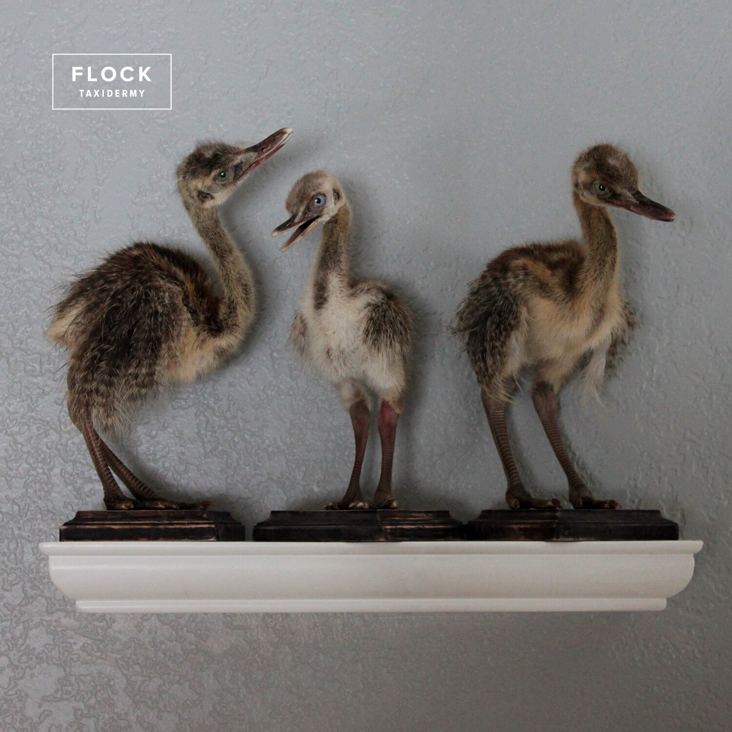 Exotic Bird Taxidermy | Unique Bird Mounts | Flock Taxidermy — Flock ...