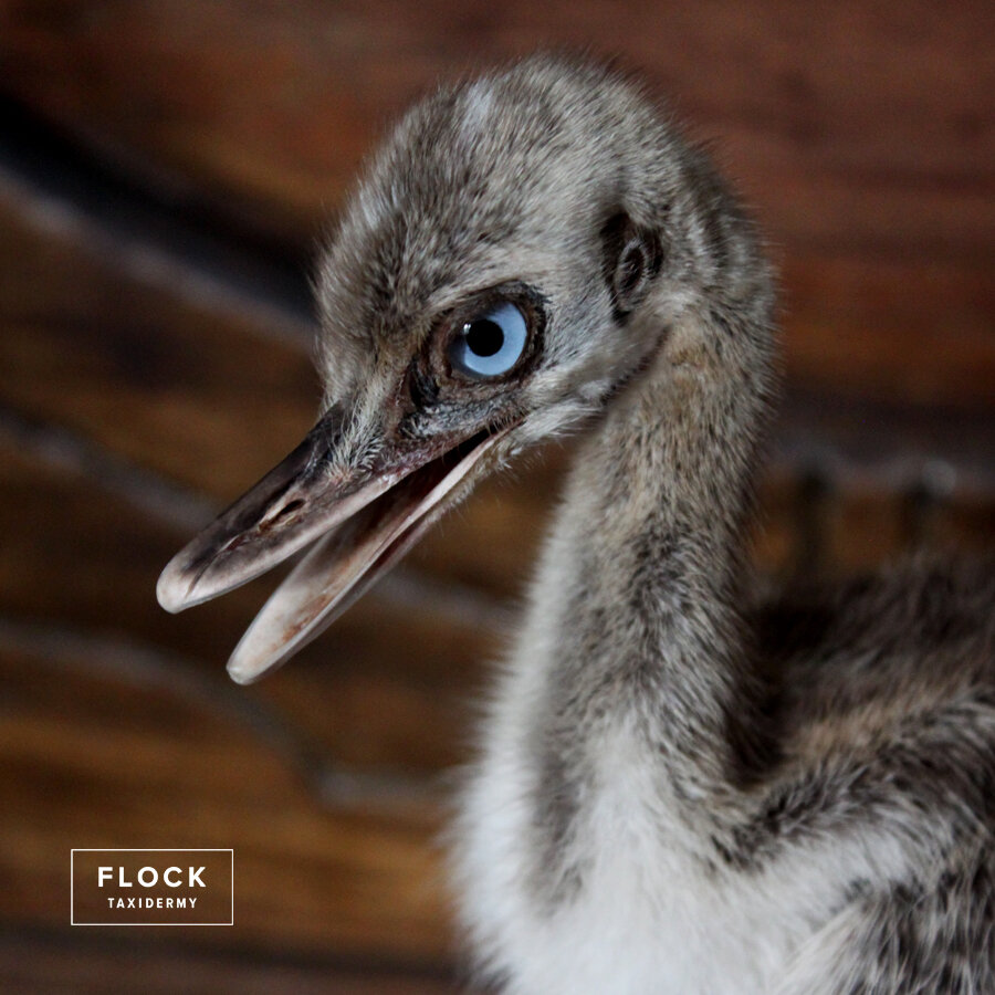 Exotic Bird Taxidermy | Unique Bird Mounts | Flock Taxidermy — Flock ...
