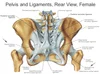 A Real Pain in the Butt: Understanding Tailbone Pain During Pregnancy ...