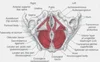 A Real Pain in the Butt: Understanding Tailbone Pain During Pregnancy ...