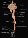 Jaw, Tongue Tie, and Pelvic Floor Connection — Dr. Lauren Keller ...
