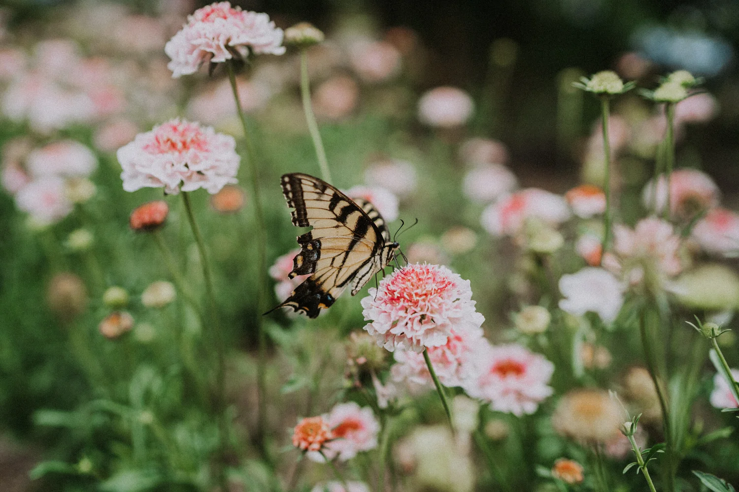 farm — Willa Rose Floral