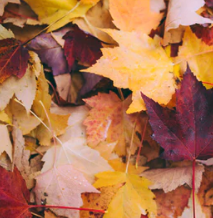 PDO Calendar — Beaver Dam Baptist Church