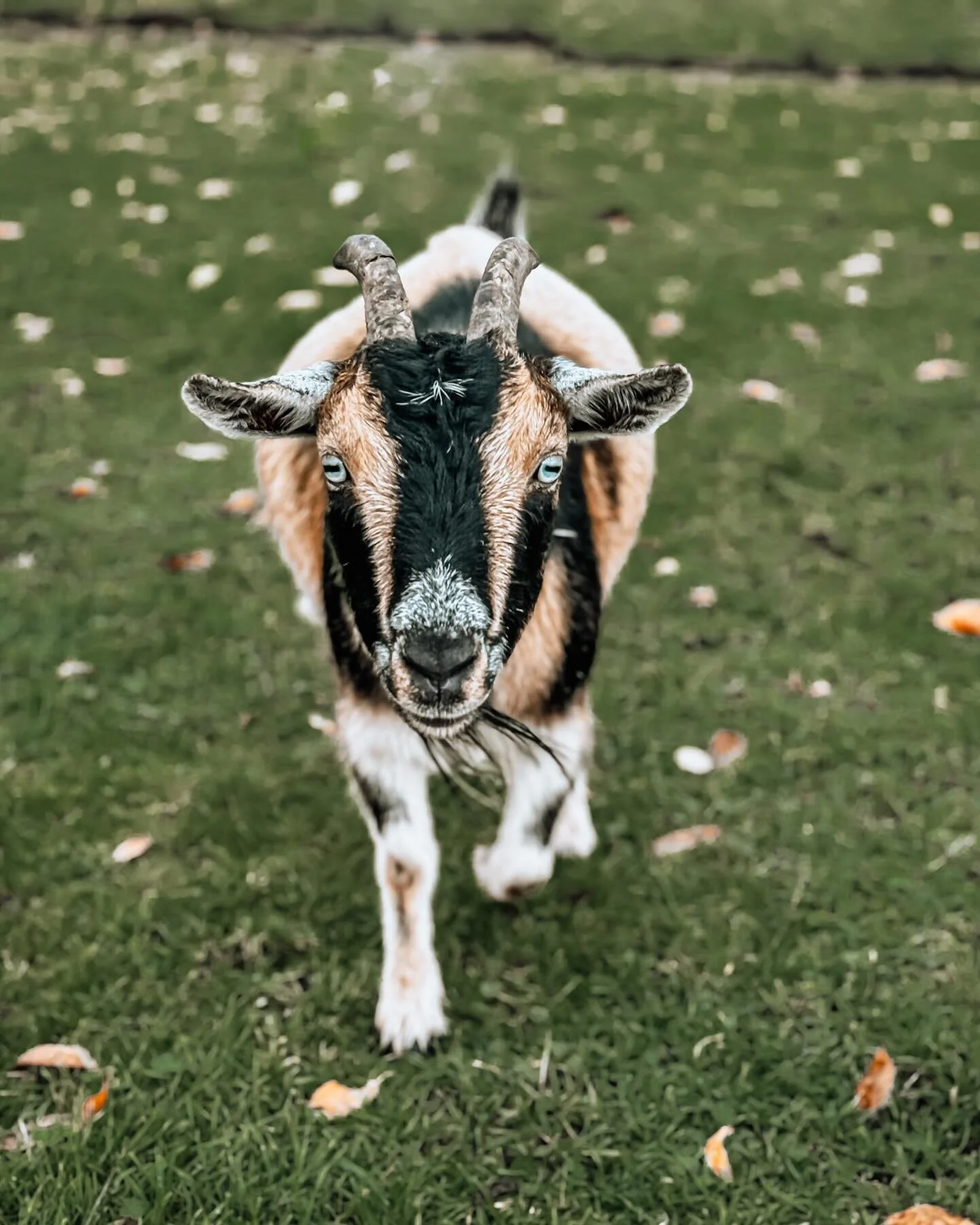 Blog — STONEHAVEN HOMESTEAD