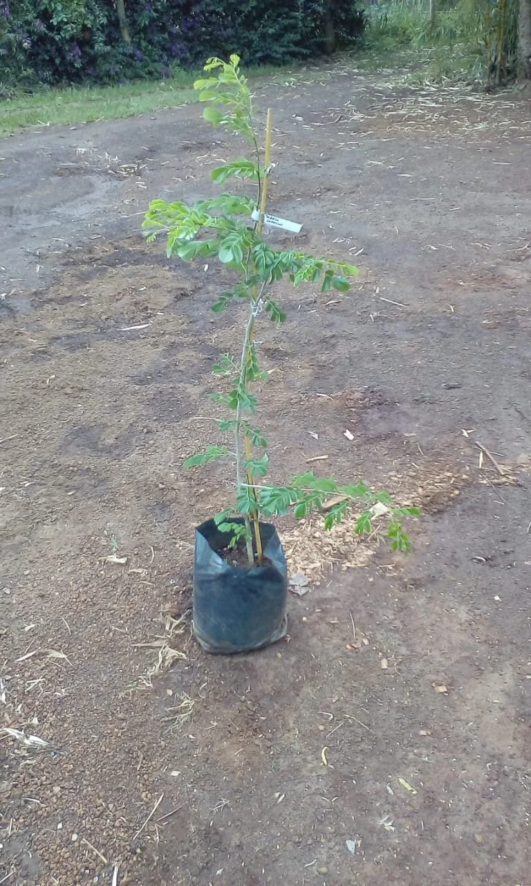 Urban Gardening — JC Niala