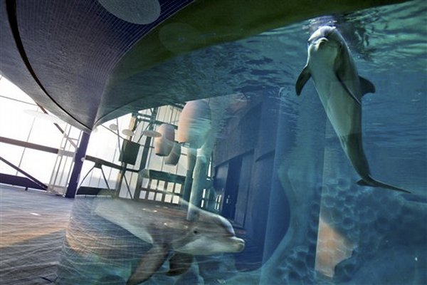 Georgia Aquarium Dolphins