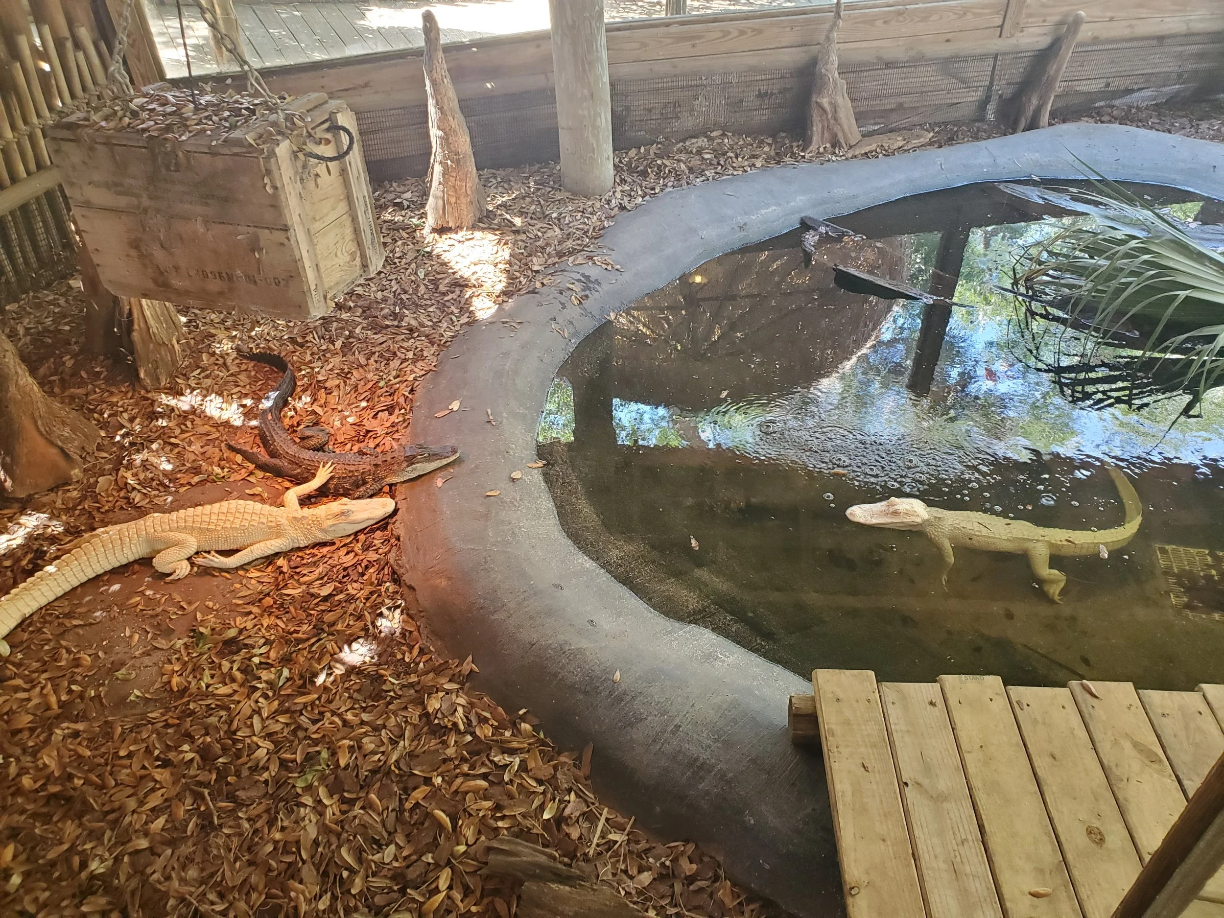 St. Augustine Alligator Farm: What’s in a Name? — Felis Consulting