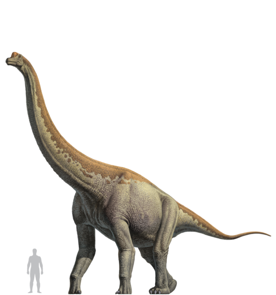 Sauropod body size evolution — Michael D. D'Emic, PhD