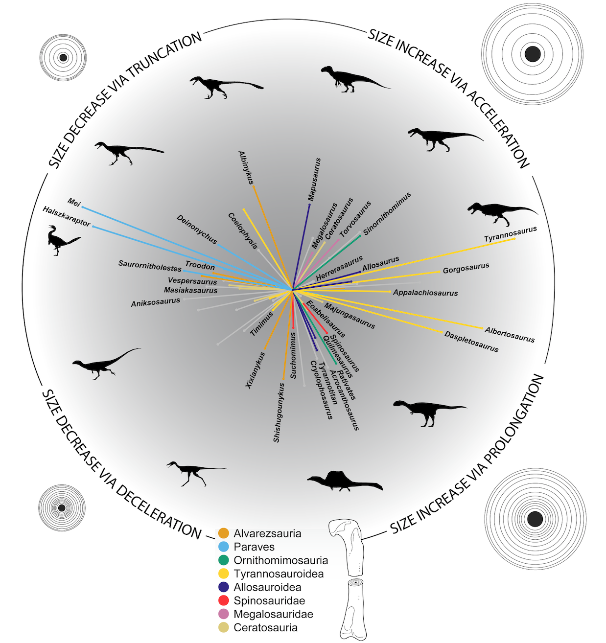 Dinosaur Growth — Michael D. D'Emic, PhD