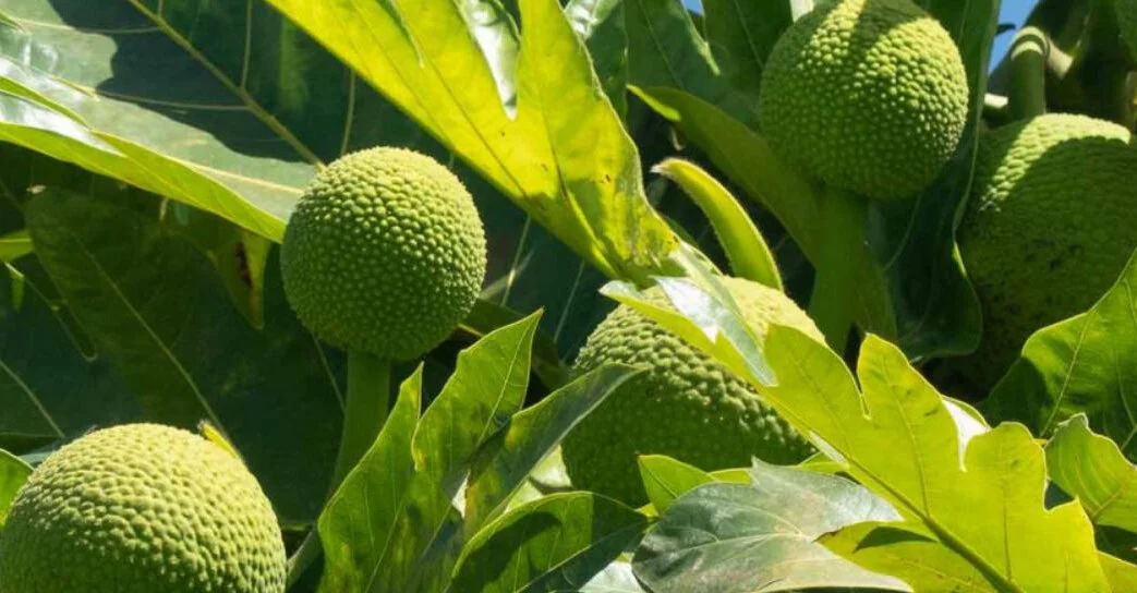 Lā ‘Ulu – Breadfruit Day — Maui Vegan Life
