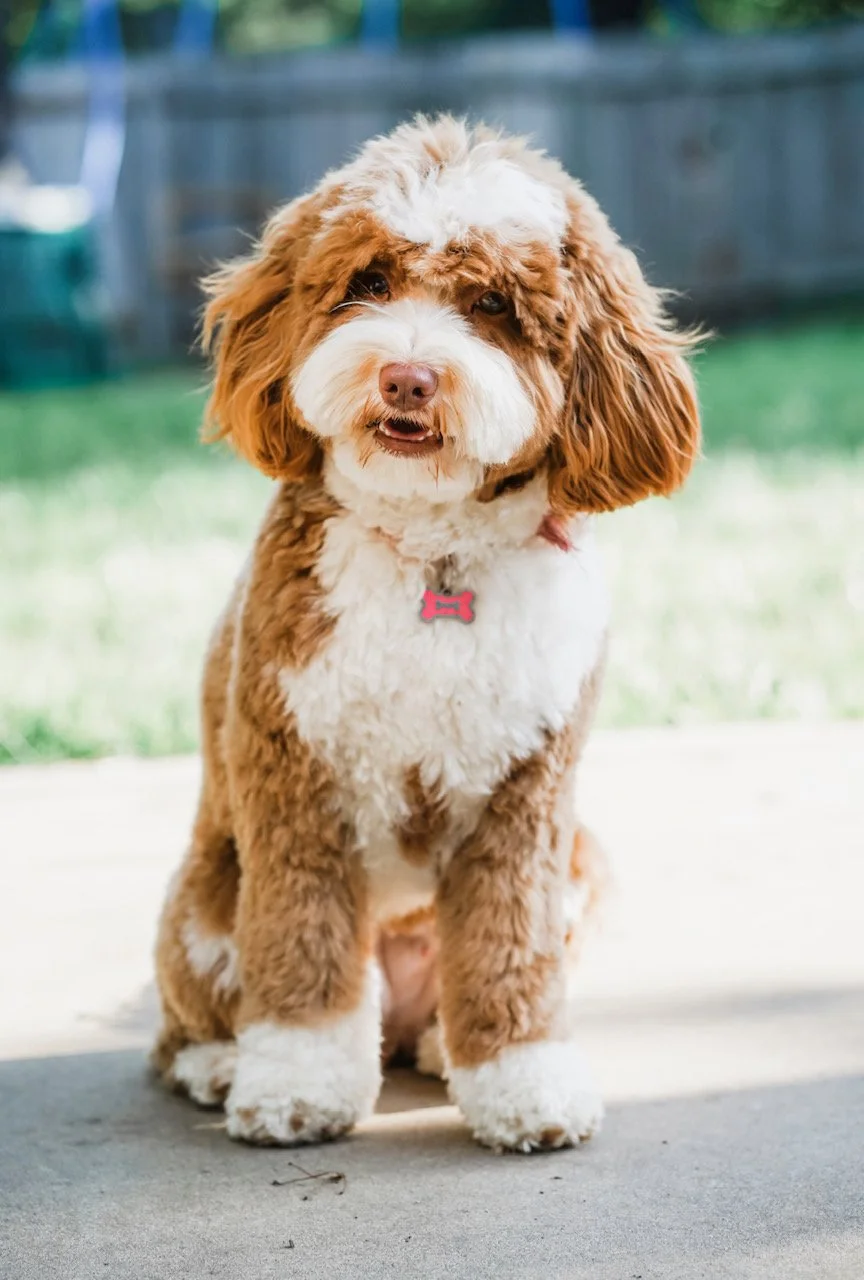 AUSTRALIAN LABRADOODLES - COLORS AND PATTERNS — DOODLES OF OZ