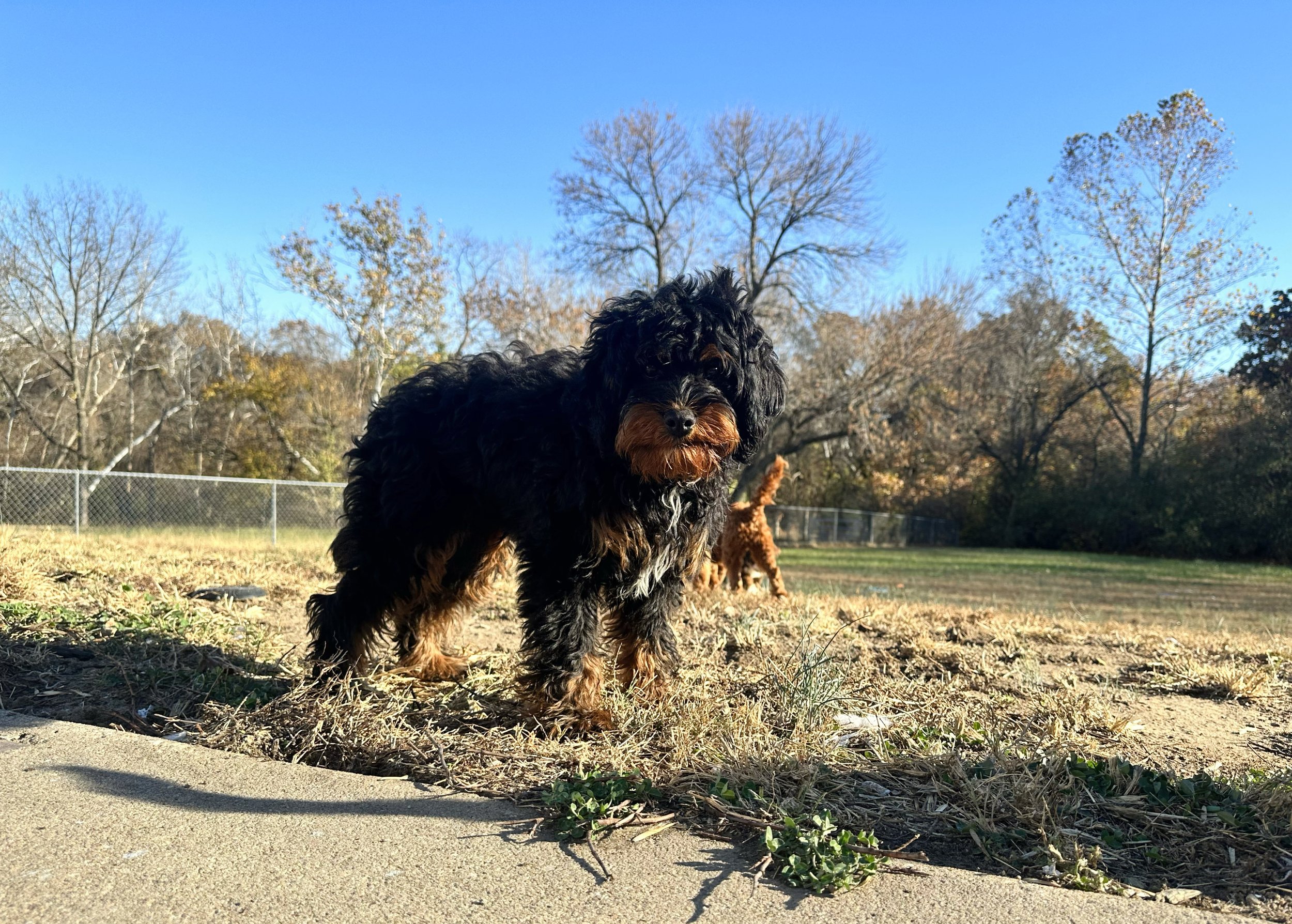 Cavapoos and Australian Cavoodles for Sale - DOODLES OF OZ