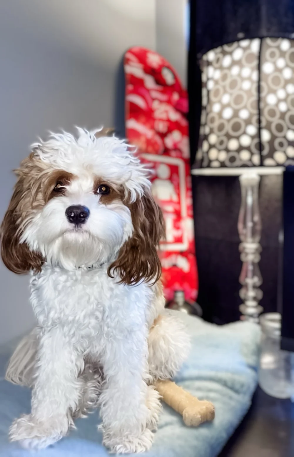 Cavapoo Breed Info - DOODLES OF OZ