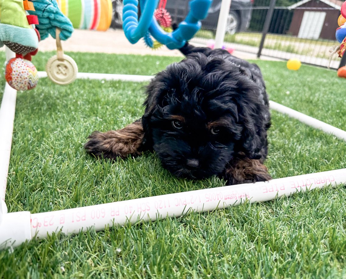 About Australian Cavoodles - DOODLES OF OZ