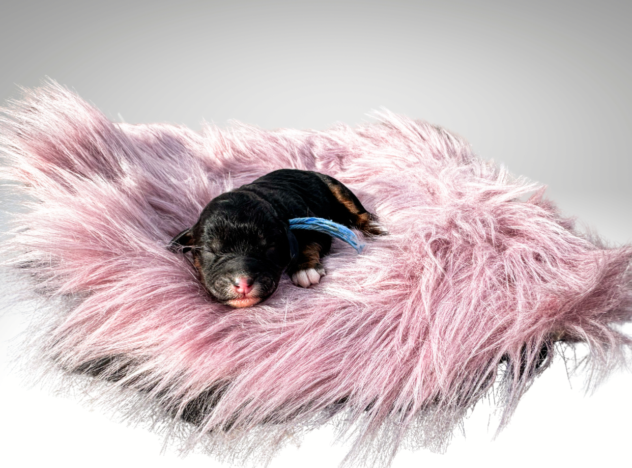 Cavapoos and Australian Cavoodles for Sale - DOODLES OF OZ