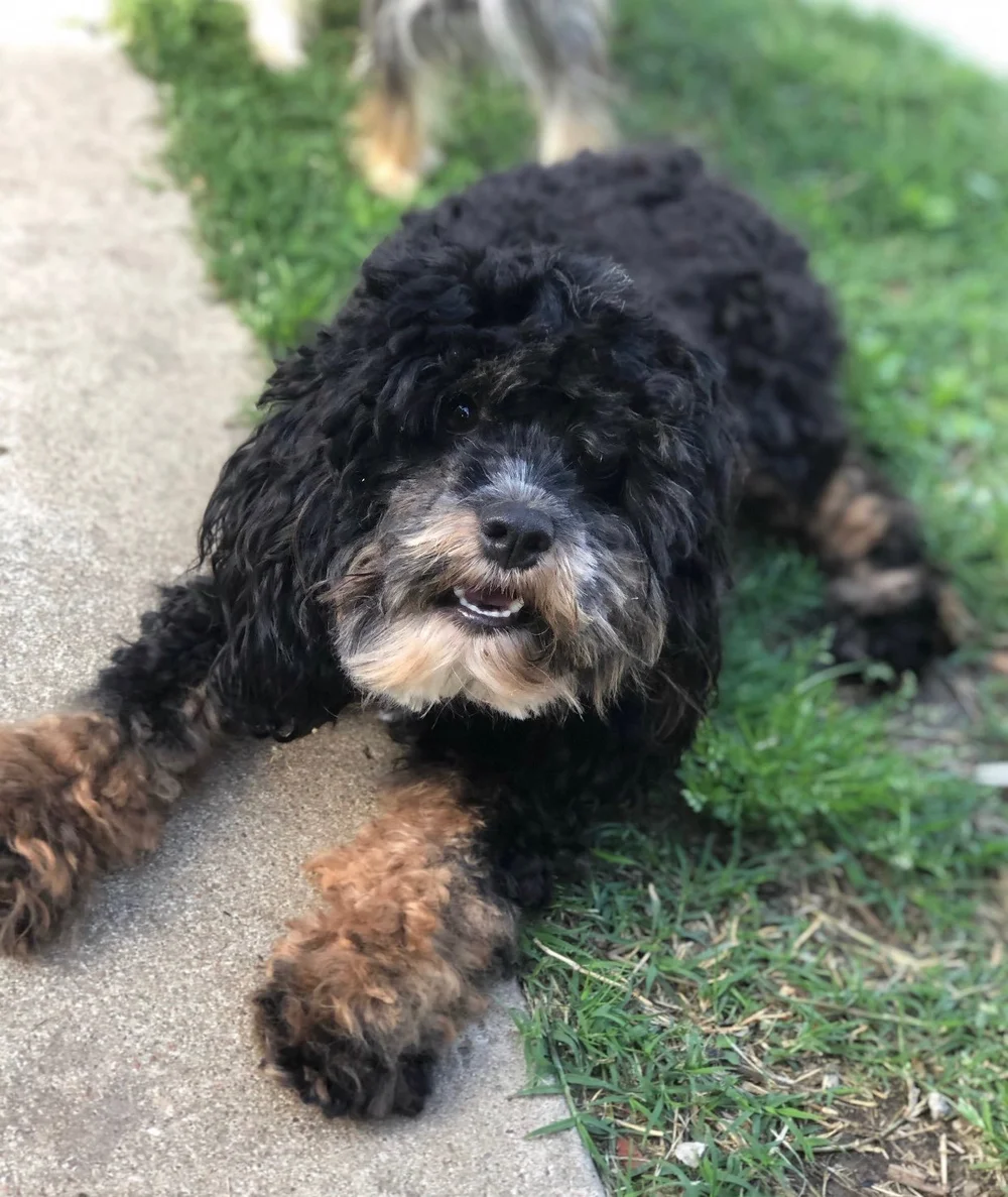 WHAT IS THE DIFFERENCE BETWEEN A CAVAPOO & A COCKAPOO? — DOODLES OF OZ