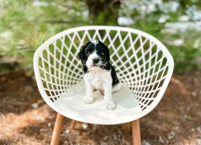 What's An Australian Cavoodle? - DOODLES OF OZ