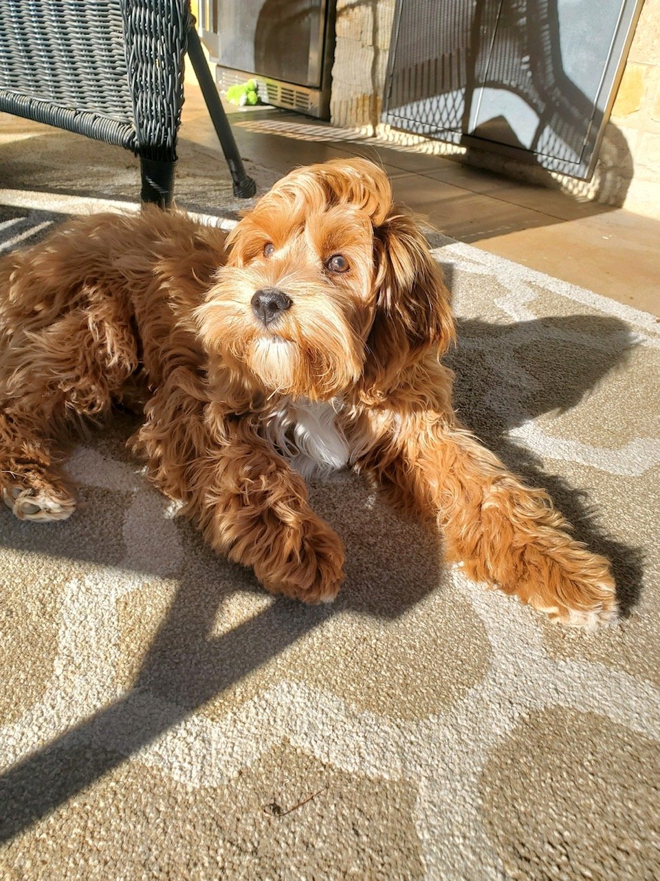 What's An Australian Cavoodle? - DOODLES OF OZ