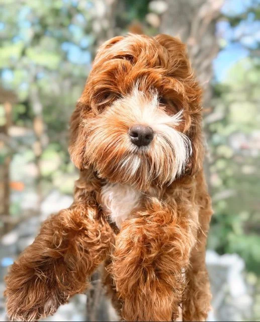 Ice - Red/White F1 Cockapoo Stud with Blue Eyes - DOODLES OF OZ