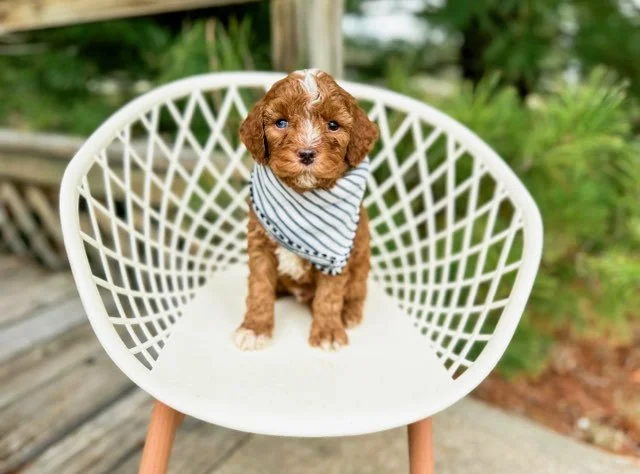 Lucy & Porter's Australian Cavoodles — DOODLES OF OZ