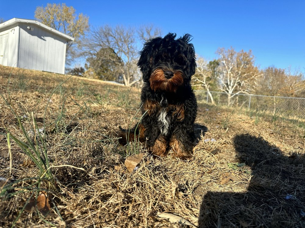 Cavapoos and Australian Cavoodles for Sale - DOODLES OF OZ