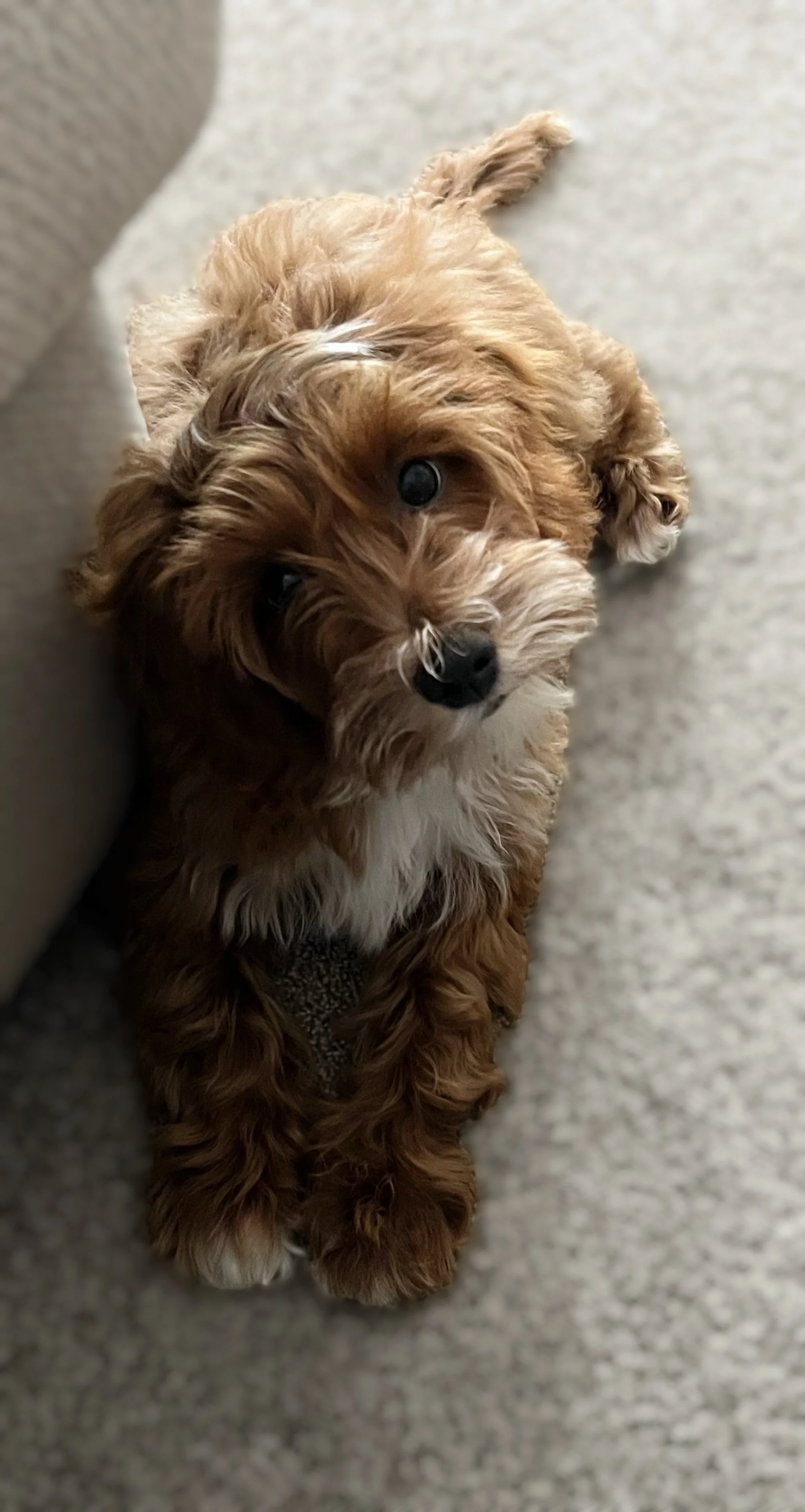 Cavapoos and Australian Cavoodles for Sale - DOODLES OF OZ