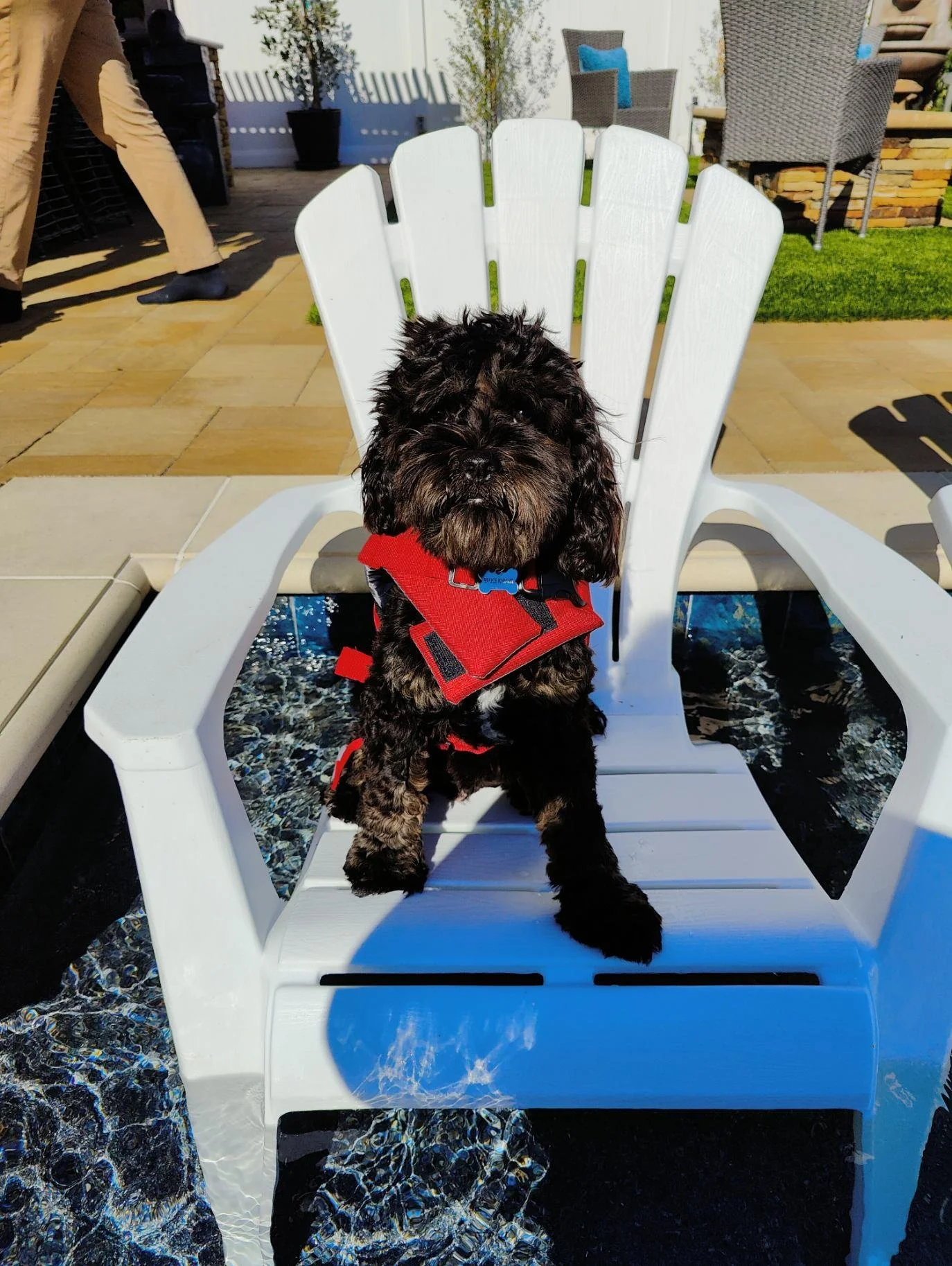 What's An Australian Cavoodle? - DOODLES OF OZ