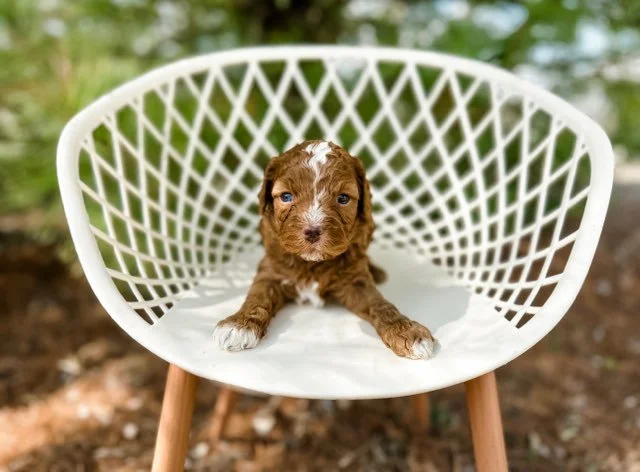 What's An Australian Cavoodle? - DOODLES OF OZ