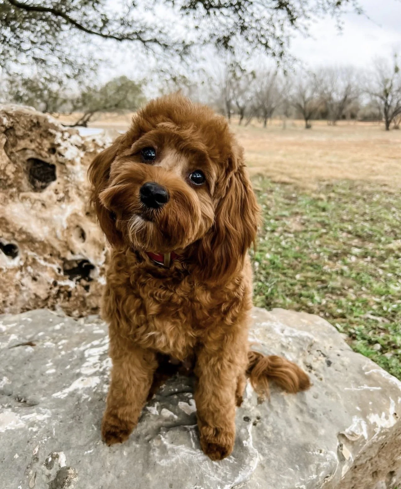 Cavapoo Breed Info - DOODLES OF OZ