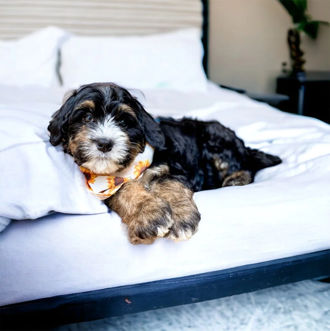 Available Austalian Labradoodles, Bernedoodles, & Cavapoos - DOODLES OF OZ