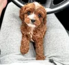 Cavapoo Breed Info - DOODLES OF OZ