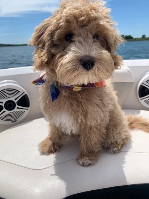 AUSTRALIAN LABRADOODLES - COLORS AND PATTERNS — DOODLES OF OZ