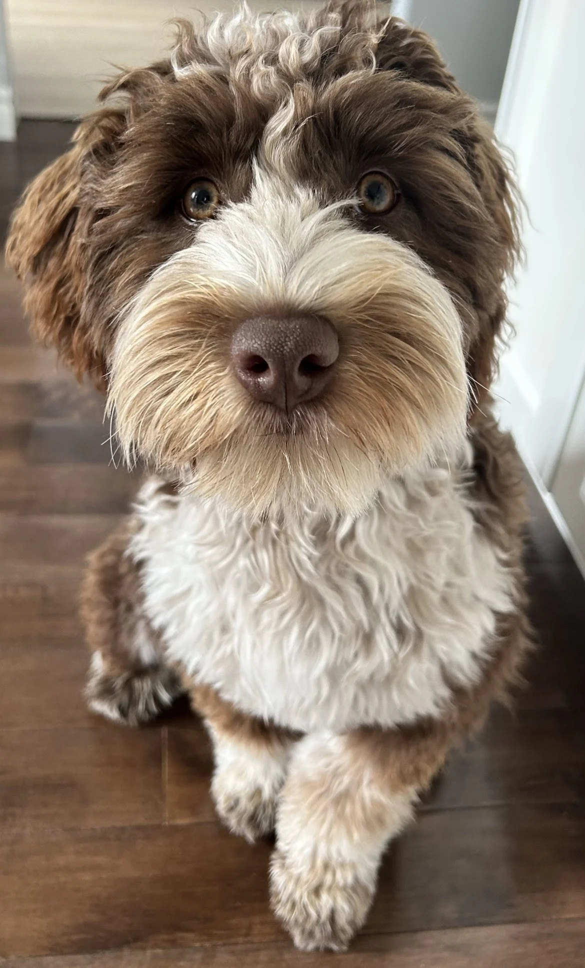 About Australian Bernedoodles - DOODLES OF OZ