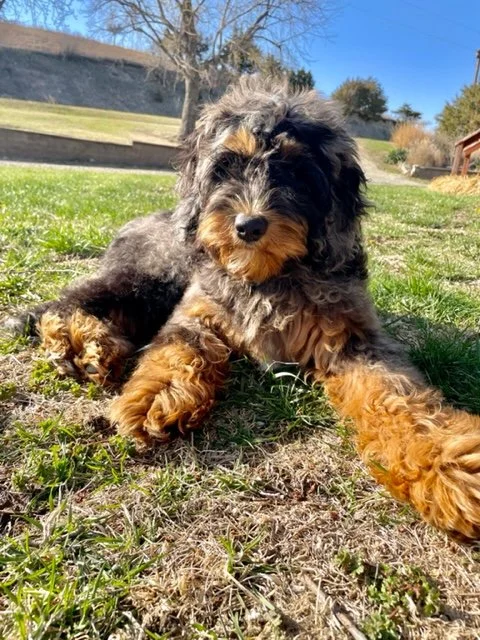 AUSTRALIAN LABRADOODLES - COLORS AND PATTERNS — DOODLES OF OZ