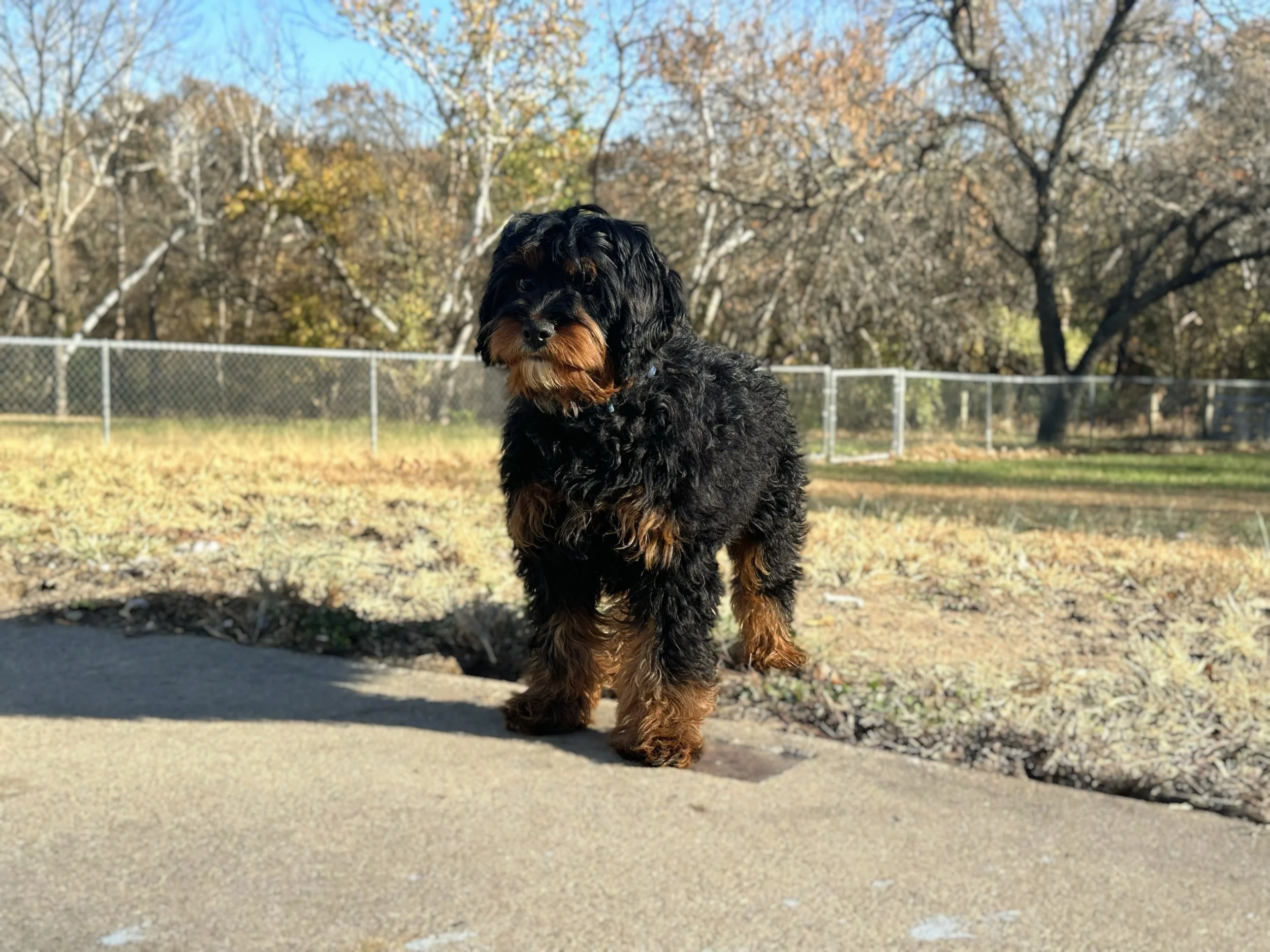 Cavapoos and Australian Cavoodles for Sale - DOODLES OF OZ