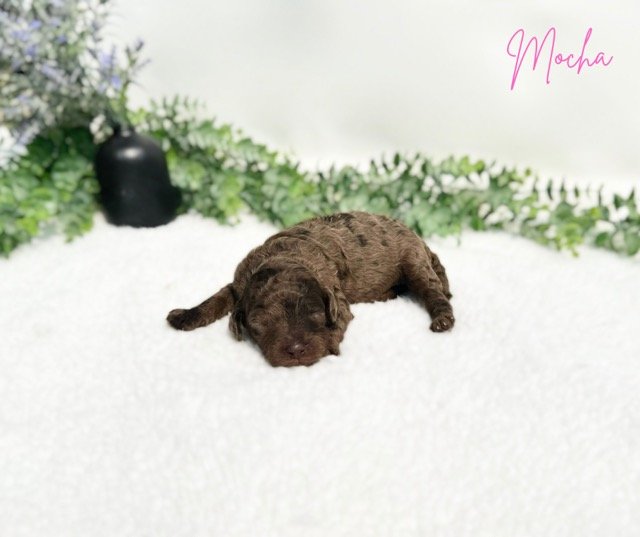 Australian Labradoodles For Sale - DOODLES OF OZ