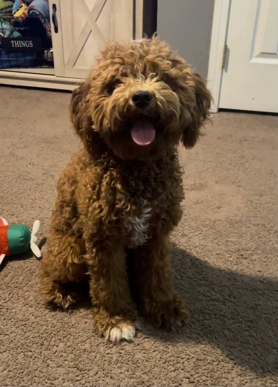About Australian Cavoodles - DOODLES OF OZ